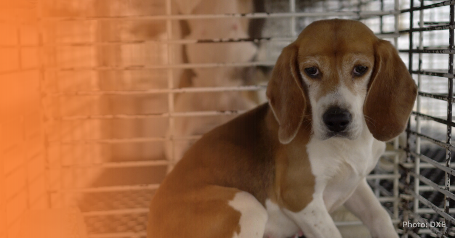 Rise for Animals – riseforanimals.org