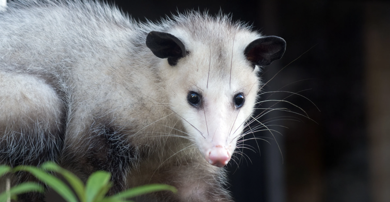 Species Spotlight: Opossums – Rise for Animals