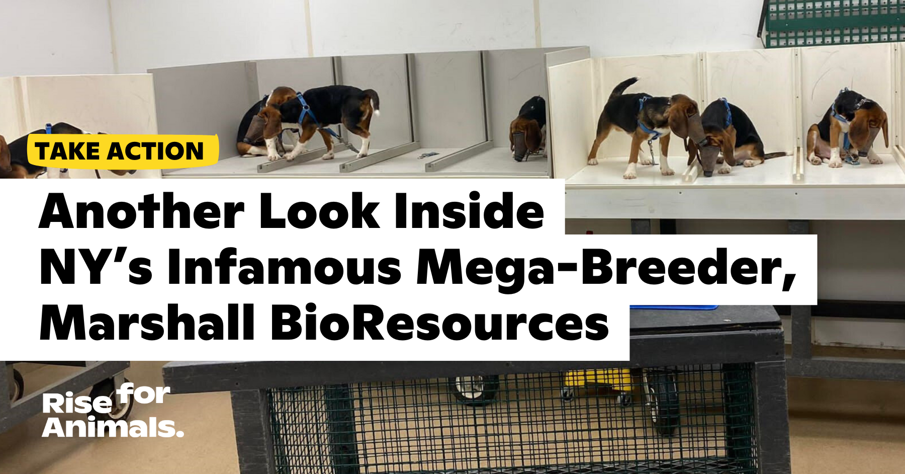 Another Look Inside NY’s Infamous Mega-Breeder – Rise for Animals