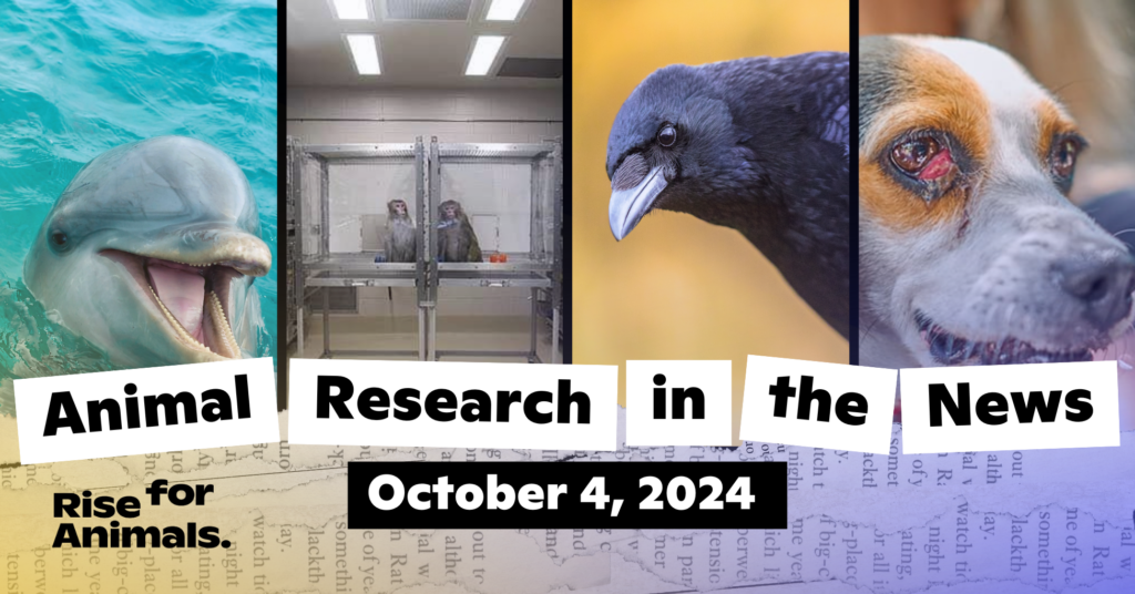 Animal Research News Roundup: October 4, 2024 – Rise for Animals