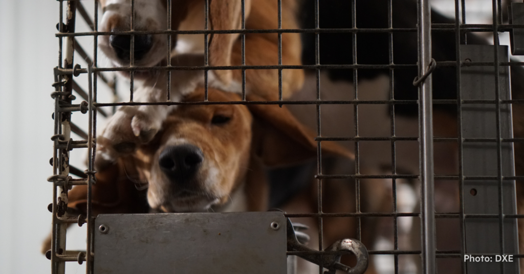 Ridglan Farms: A Living Hell for Beagles – Rise for Animals