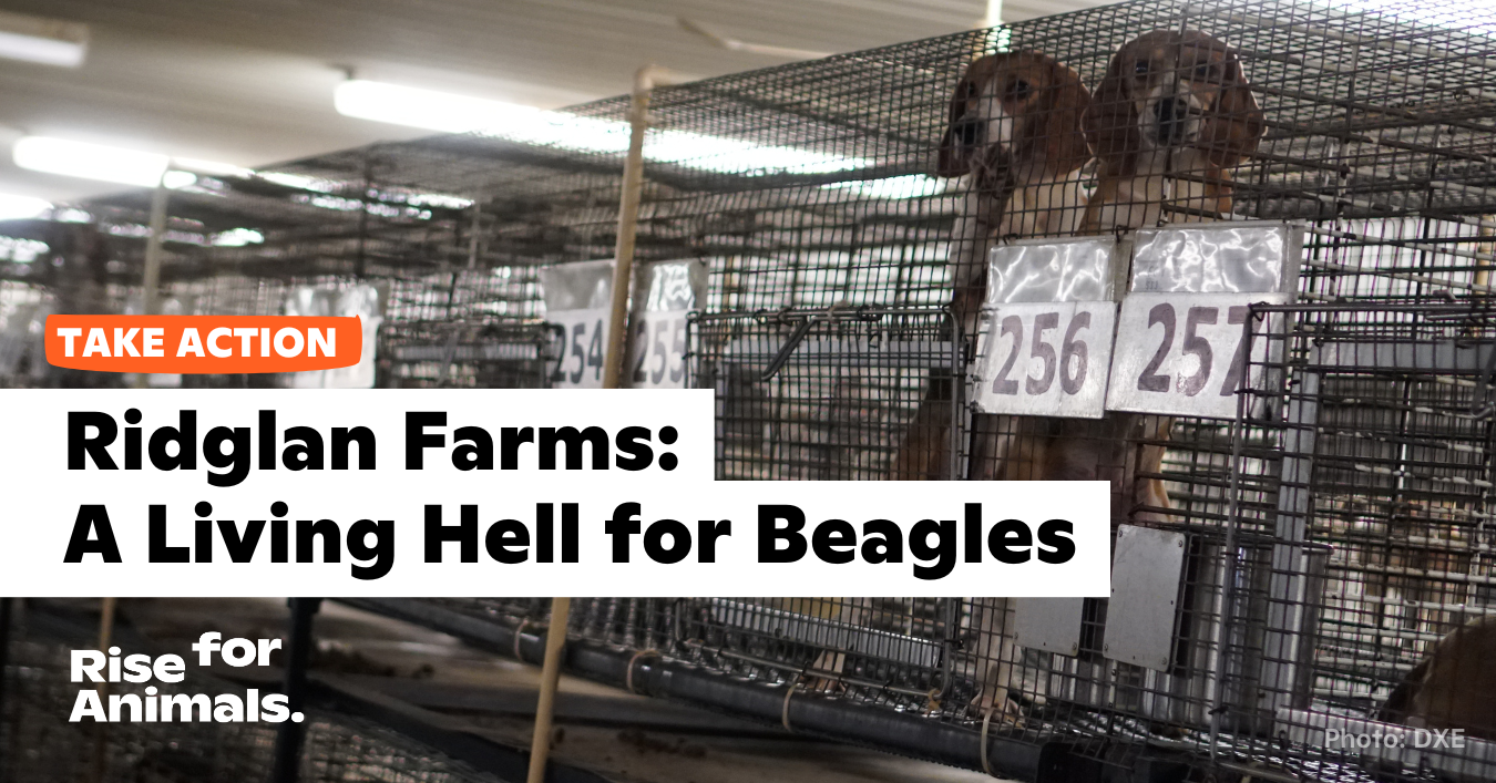 Ridglan Farms: A Living Hell for Beagles – Rise for Animals