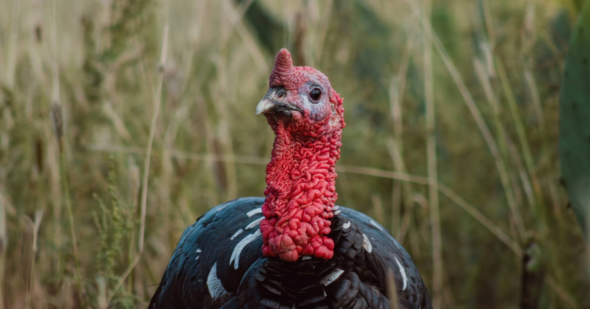 Species Spotlight: Turkeys – Rise for Animals