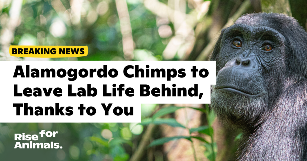 Breaking News: Chimps to Leave Lab Life Behind Thanks to You – Rise for ...
