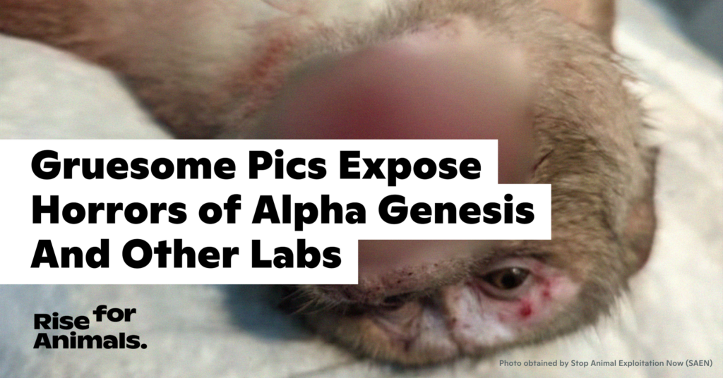 Gruesome Pics Expose Horrors of Alpha Genesis and Other Labs – Rise for ...