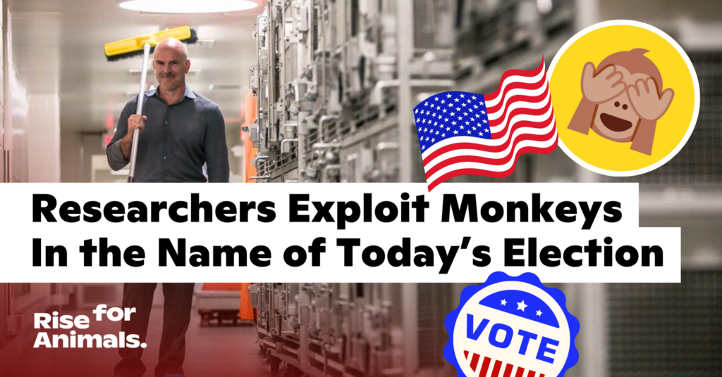 Researchers Exploit Monkeys in the Name of Today’s Election – Rise for ...