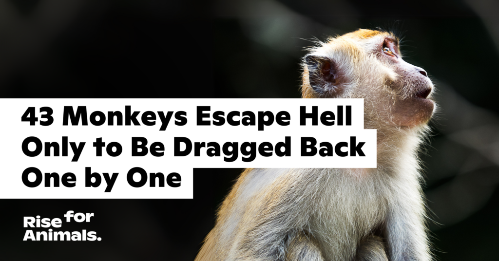 43 Monkeys Escape Hell Only to Be Dragged Back One by One – Rise for Animals