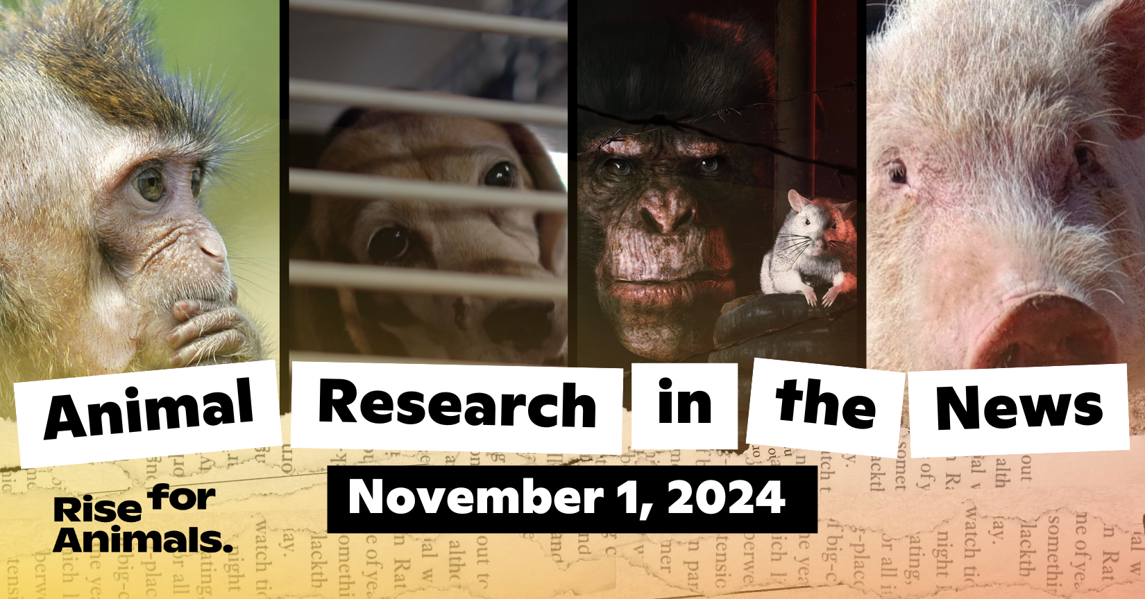 Animal Research News Roundup: November 1, 2024 – Rise for Animals