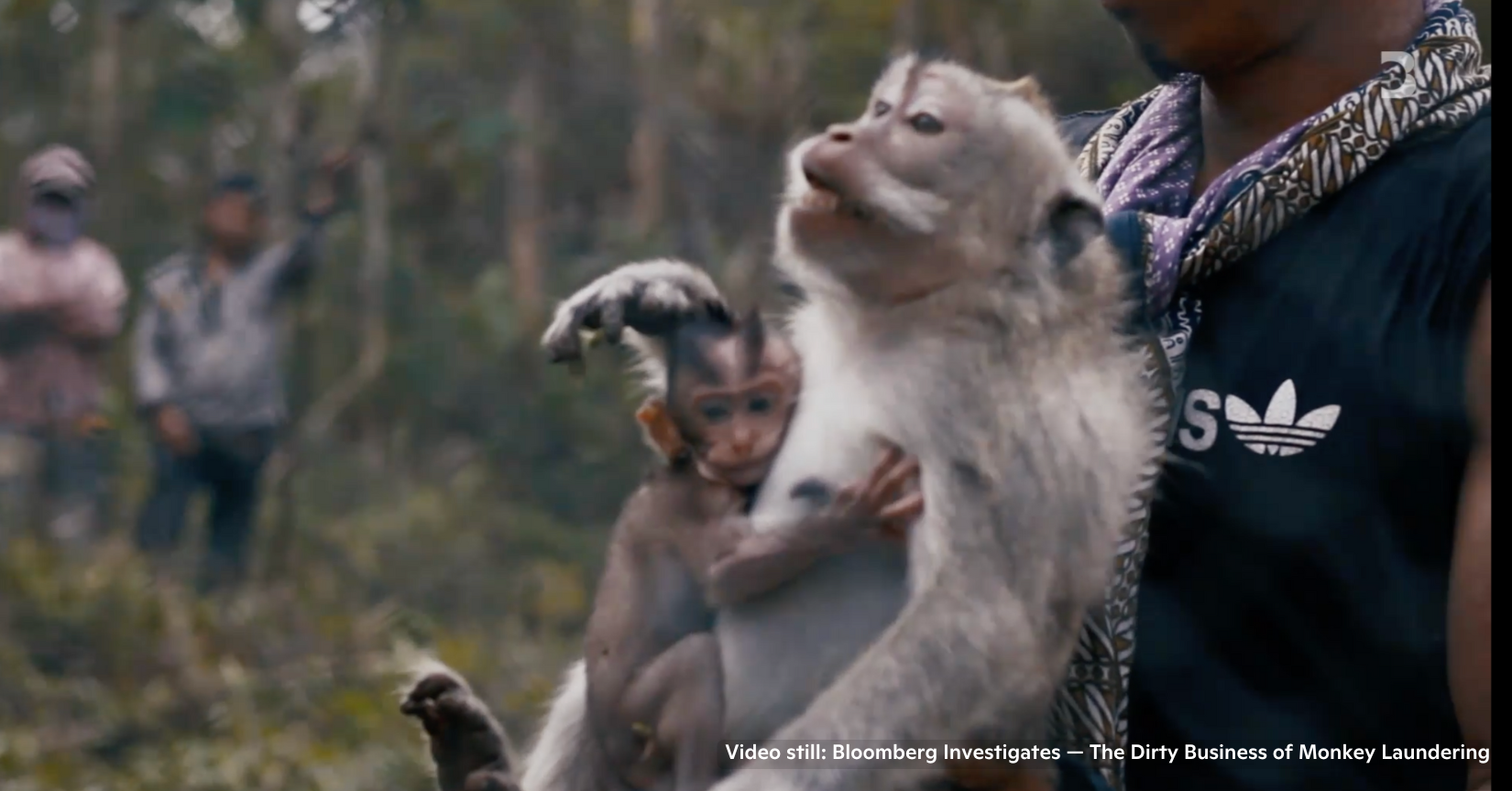 “You can torture the hell out of ‘em and they stay alive.” – Rise for ...