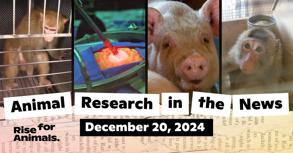 Animal Research News Roundup: December 20, 2024 – Rise for Animals