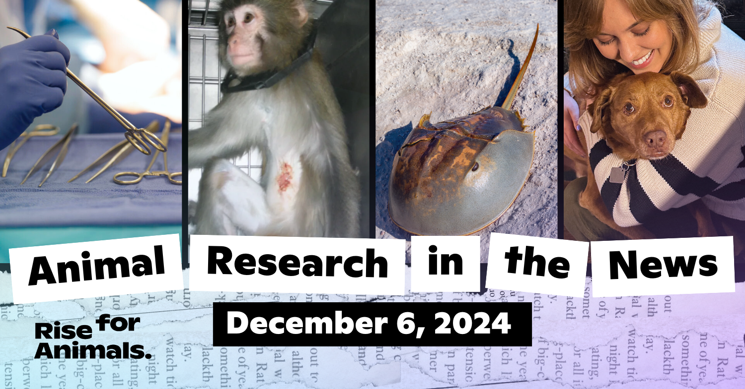 Animal Research News Roundup: December 6, 2024 – Rise for Animals