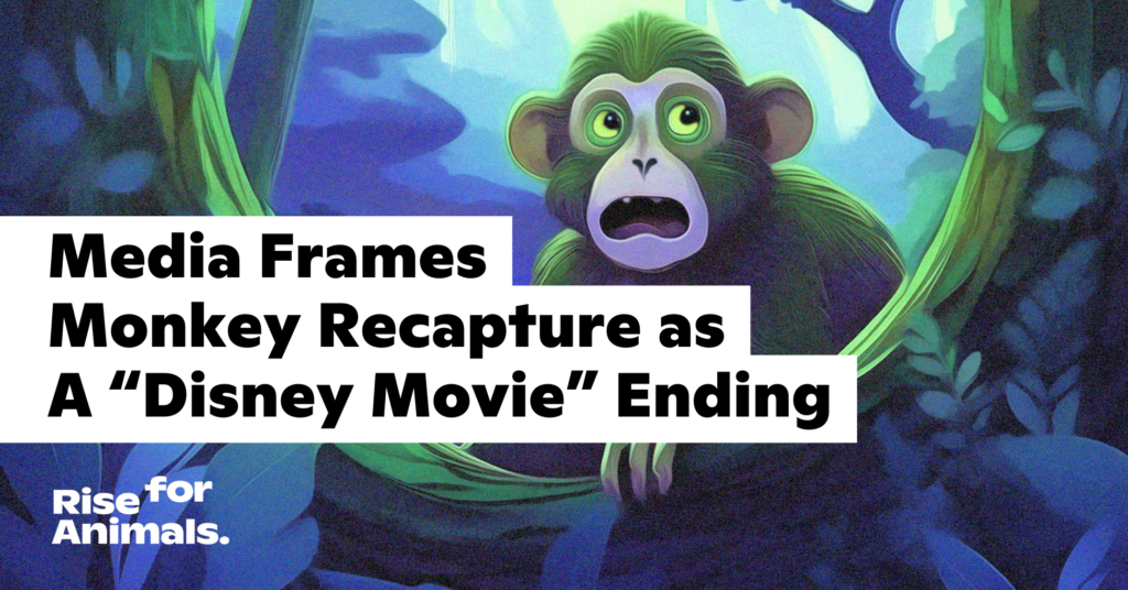 Media Frames Monkey Recapture as a “Disney Movie” Ending – Rise for Animals