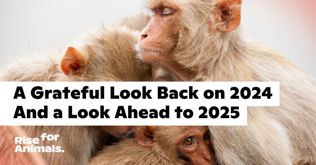 A Grateful Look Back on 2024 and a Look Ahead to 2025 – Rise for Animals