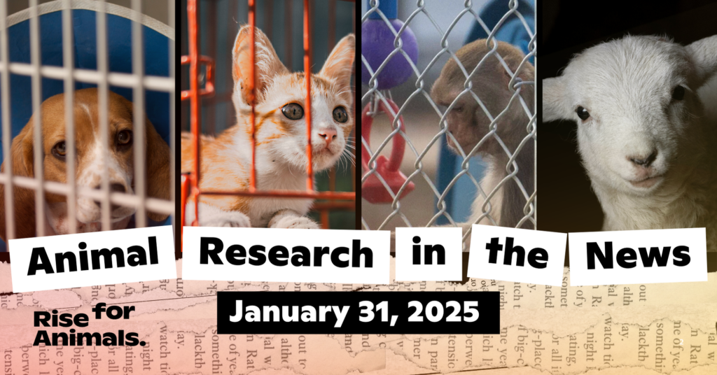 Animal Research News Roundup: January 31, 2025 – Rise for Animals