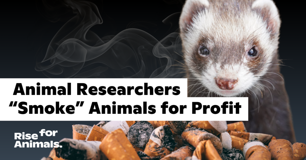 Animal Researchers “Smoke” Animals for Profit – Rise for Animals