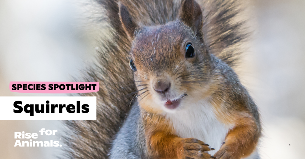 Species Spotlight: Squirrels – Rise for Animals