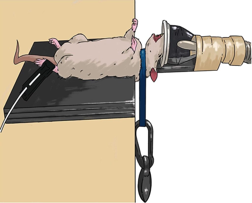 Animal Researchers Strangle and Sexually Violate Animals – Rise for Animals