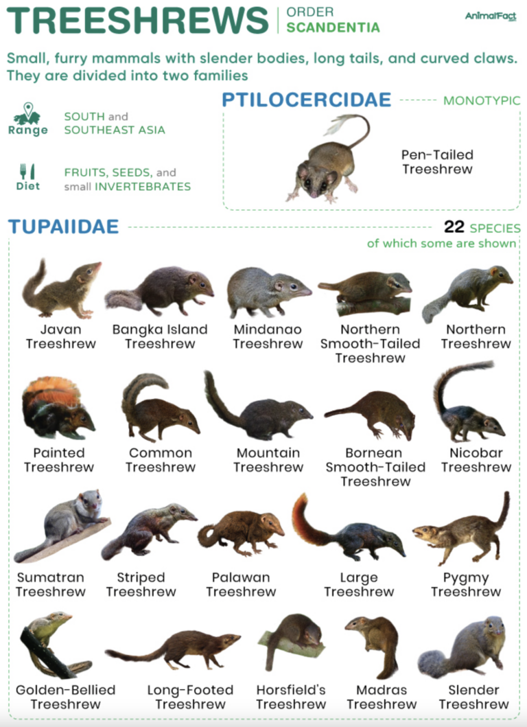 Species Spotlight: Tree Shrews – Rise for Animals