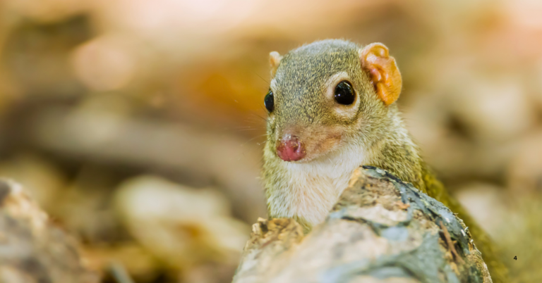 Species Spotlight: Tree Shrews – Rise for Animals