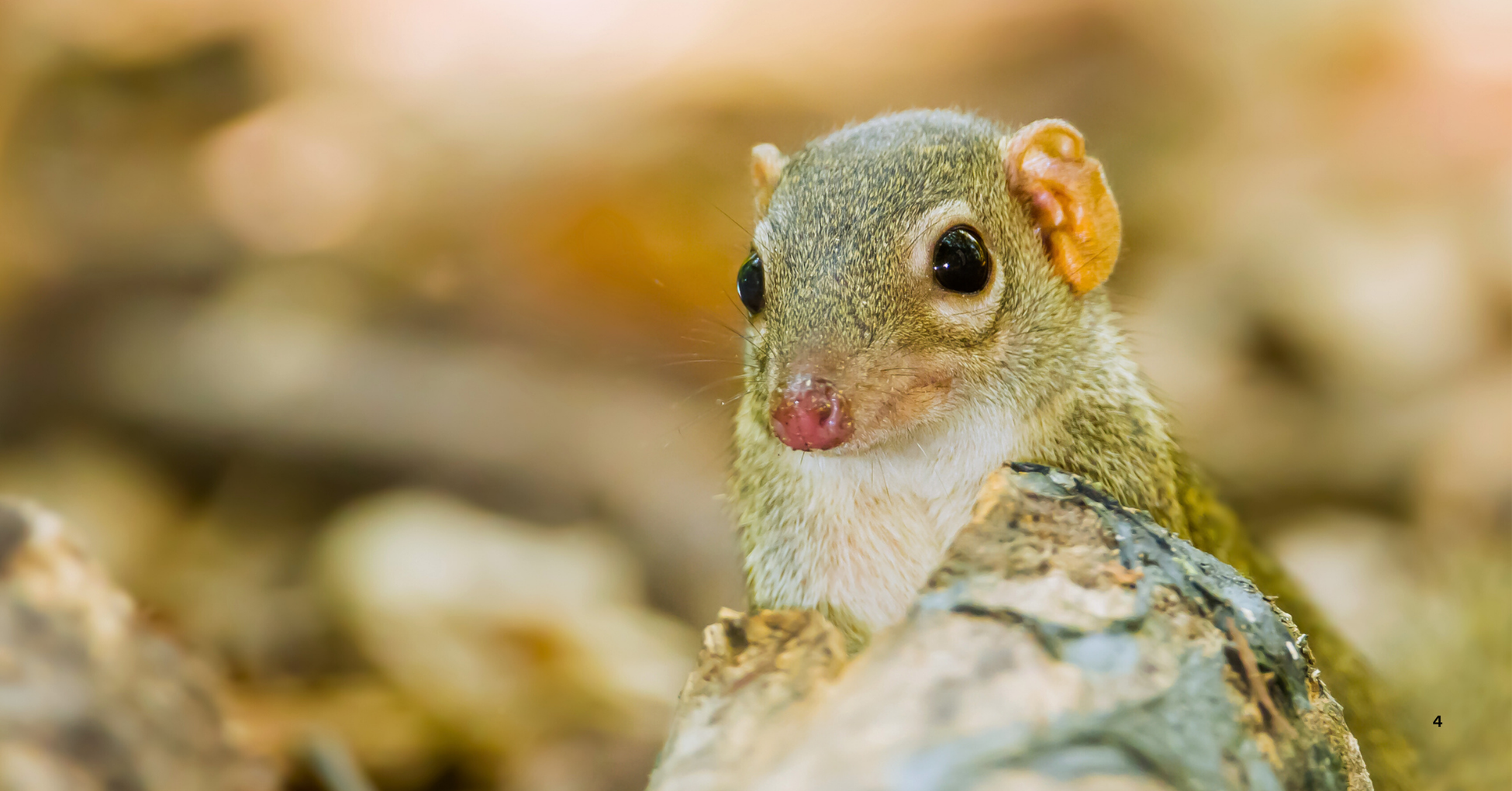 Species Spotlight: Tree Shrews – Rise for Animals