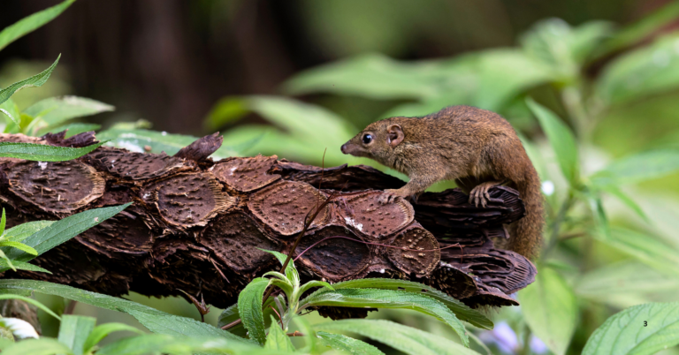 Species Spotlight: Tree Shrews – Rise for Animals