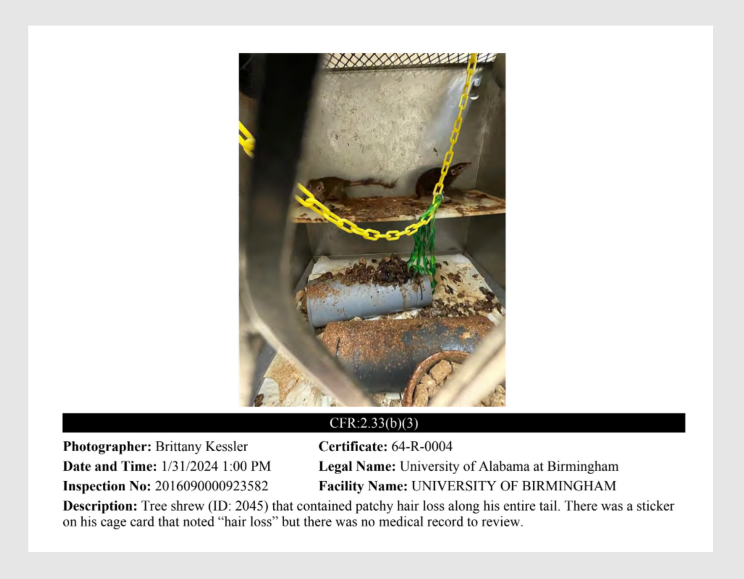 Dealing in Suffering: The Torture & Trade of Primates’ Kin – Rise for ...