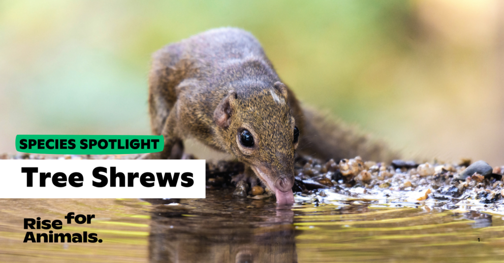 Species Spotlight: Tree Shrews – Rise for Animals