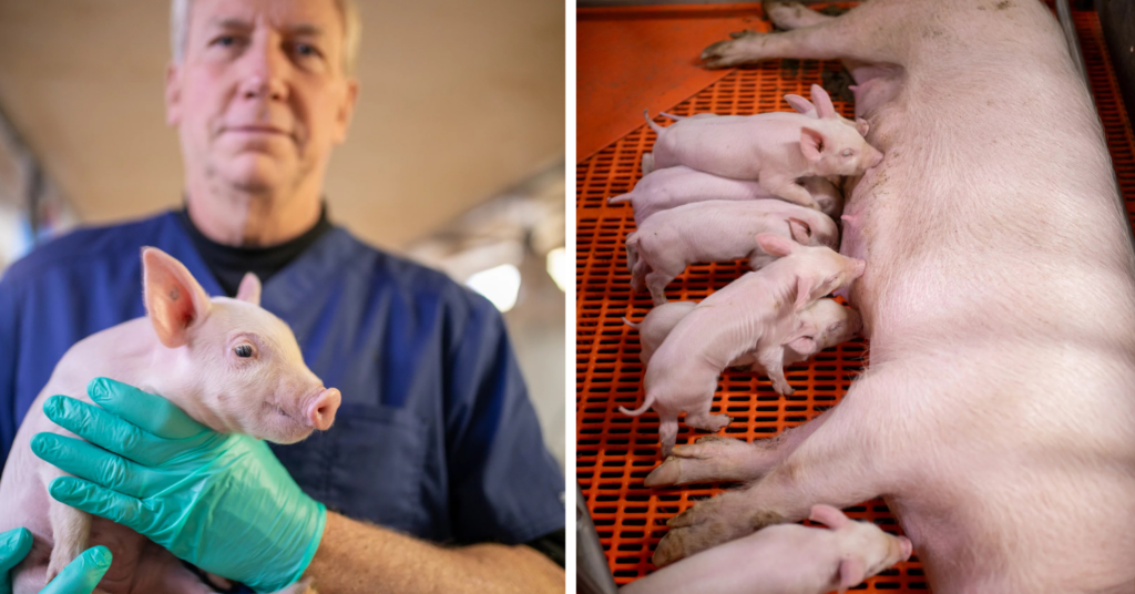Animal Researchers to Mass Slaughter Pigs for “Parts” – Rise for Animals