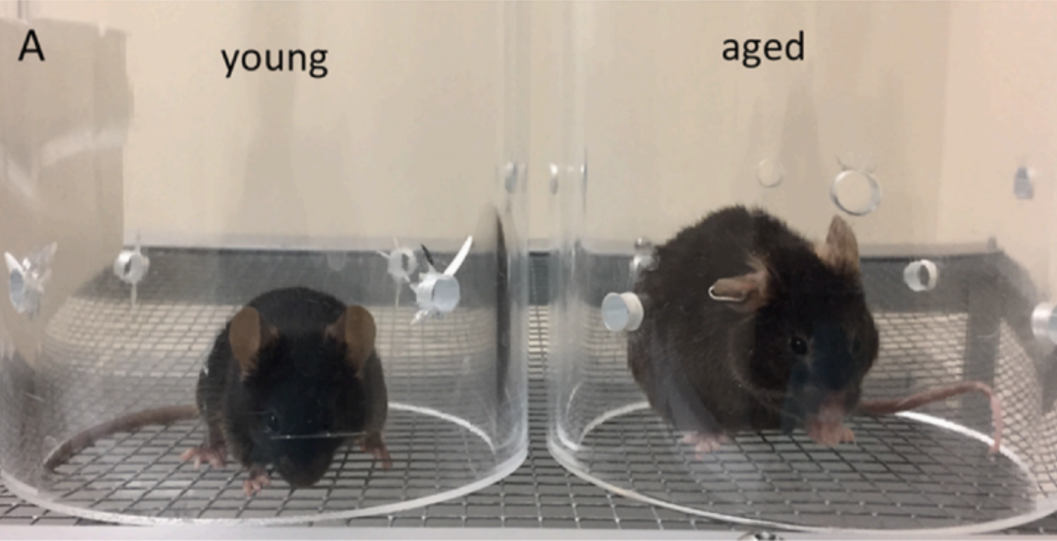 Researchers Make Mice Itch, Count the Scratches. Literally. – Rise for ...