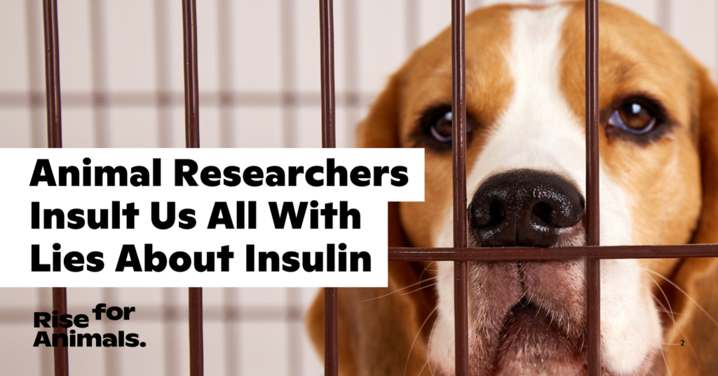Animal Researchers Insult Us All with Lies About Insulin – Rise for Animals