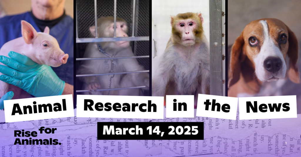 Animal Research News Roundup: March 14, 2025 – Rise for Animals