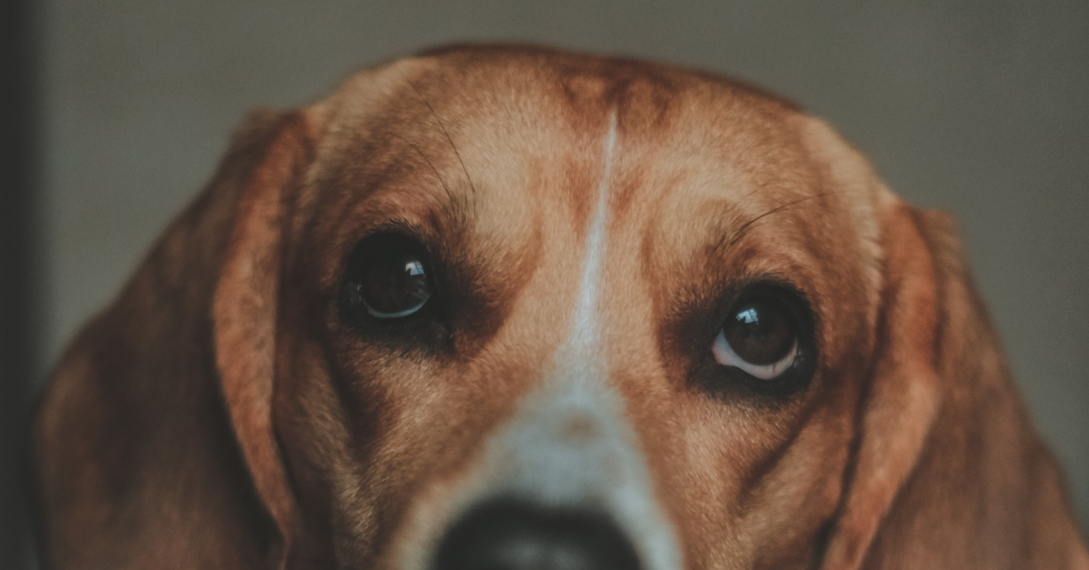 Animal Research is Reeling—But Will the FDA Finish the Job? – Rise for ...