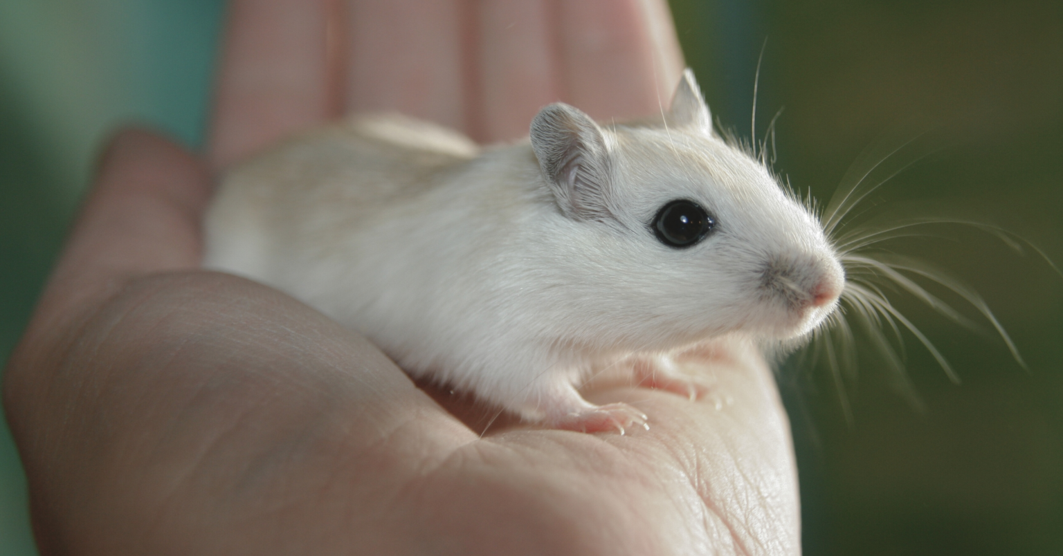 Animal Research is Reeling—But Will the FDA Finish the Job? – Rise for ...