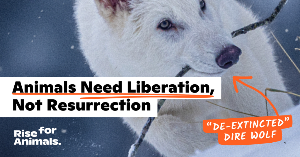 Animals Need Liberation, Not Resurrection – Rise for Animals