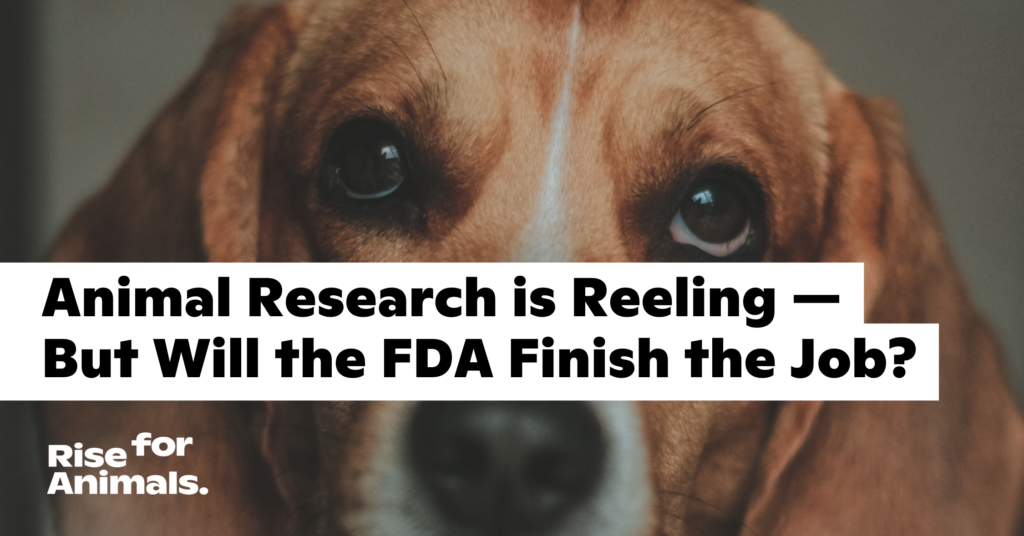 Animal Research is Reeling—But Will the FDA Finish the Job? – Rise for ...
