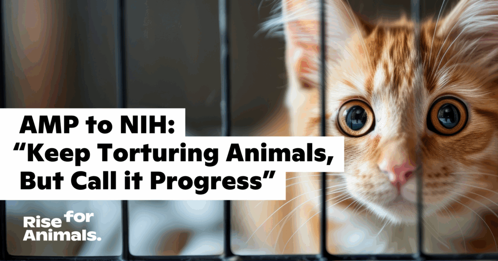 AMP to NIH: “Keep Torturing Animals, But Call it Progress” – Rise for ...