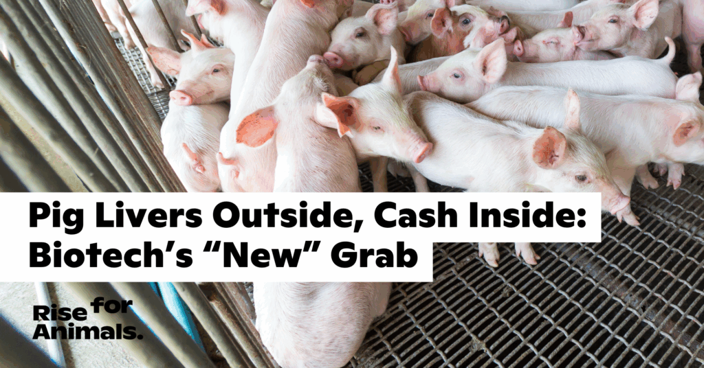 Pig Livers Outside, Cash Inside: Biotech’s “New” Grab – Rise for Animals
