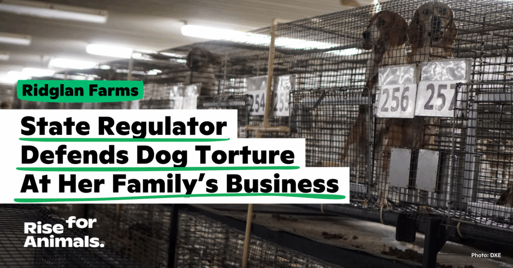 State Regulator Defends Dog Torture at Her Family’s Business – Rise for ...