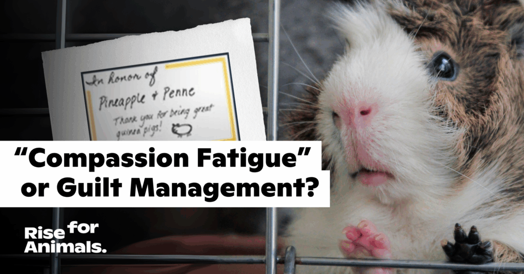 “Compassion Fatigue” or Guilt Management? – Rise for Animals