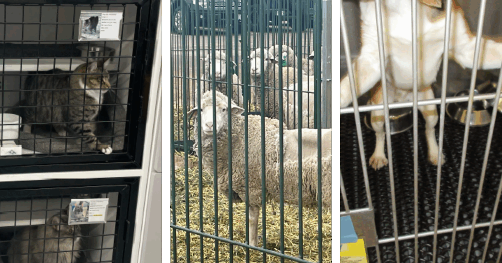 Meet the USDA’s “New” Animal Care Chief: An Industry Pick – Rise for ...