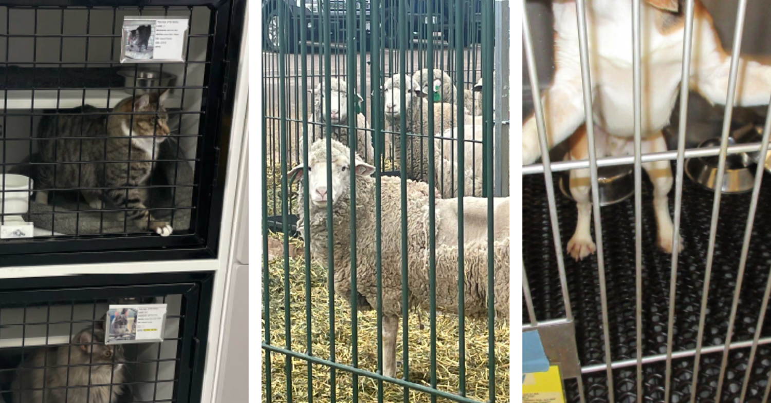Meet the USDA’s “New” Animal Care Chief: An Industry Pick – Rise for ...
