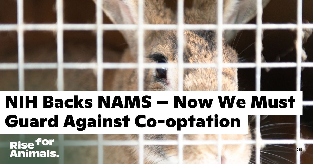 NIH Backs NAMS – Now We Must Guard Against Co-optation – Rise for Animals