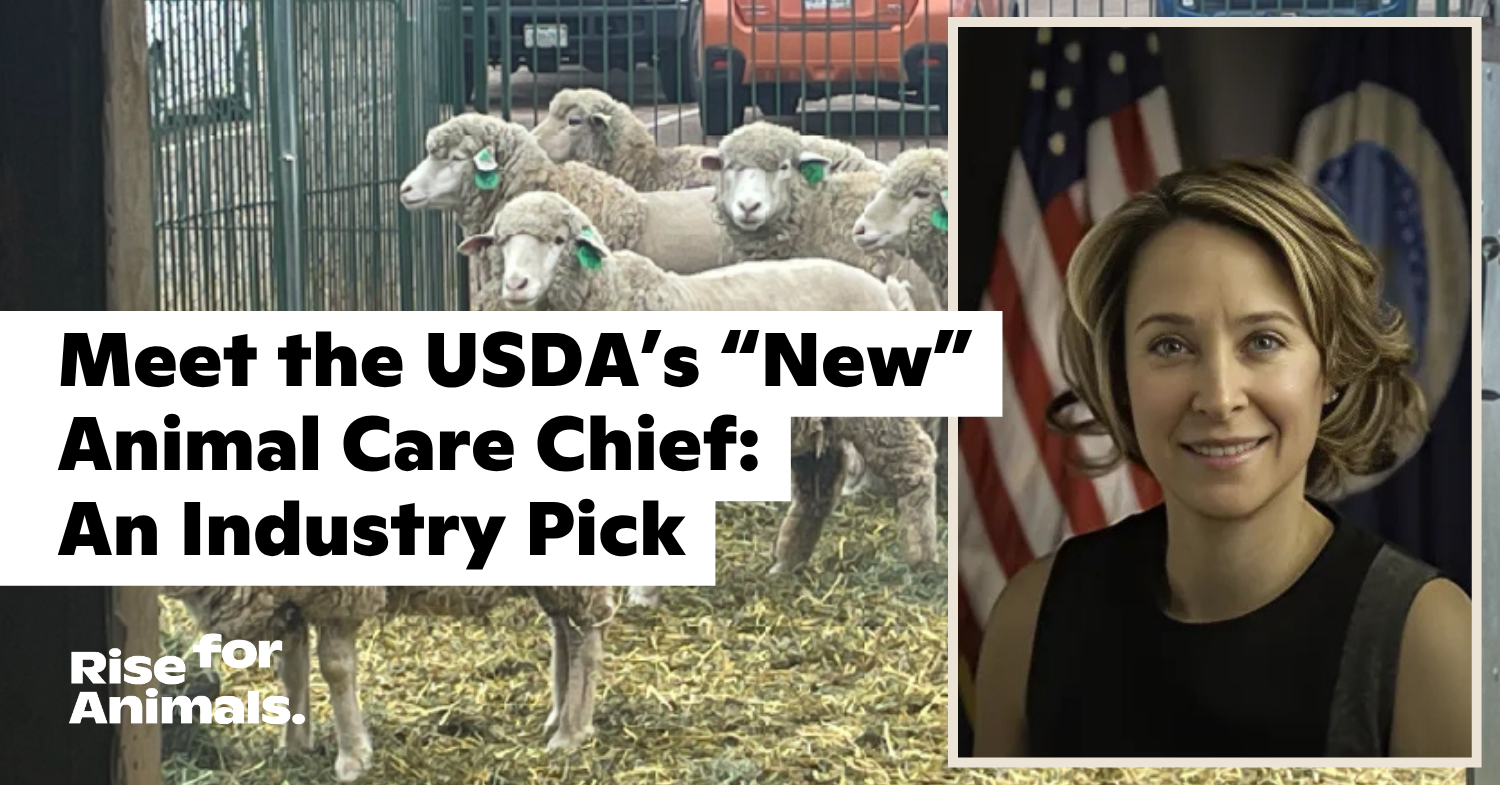 Meet the USDA’s “New” Animal Care Chief: An Industry Pick – Rise for ...