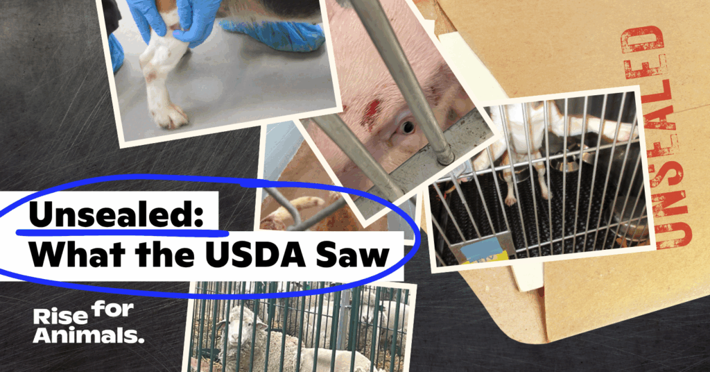 Unsealed: What the USDA Saw – Rise for Animals