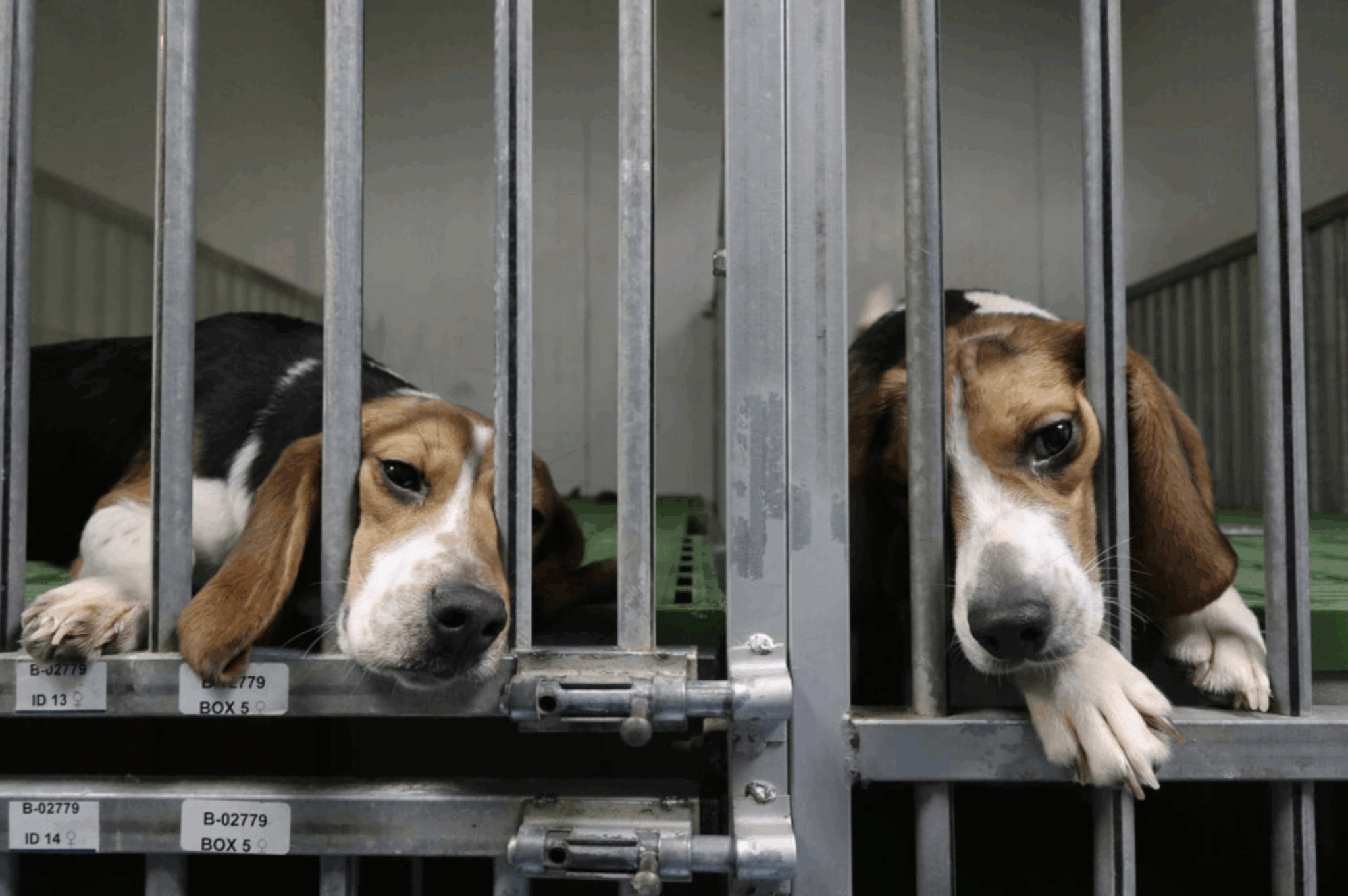 Freedom for the Powerful. State-Funded Torture for the Rest. – Rise for ...