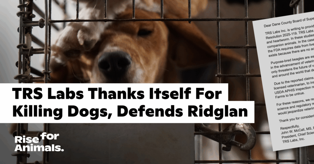 TRS Labs Thanks Itself for Killing Dogs, Defends Ridglan – Rise for Animals