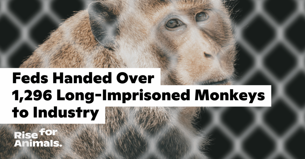 Feds Handed Over 1,296 Long-Imprisoned Monkeys to Industry – Rise for ...