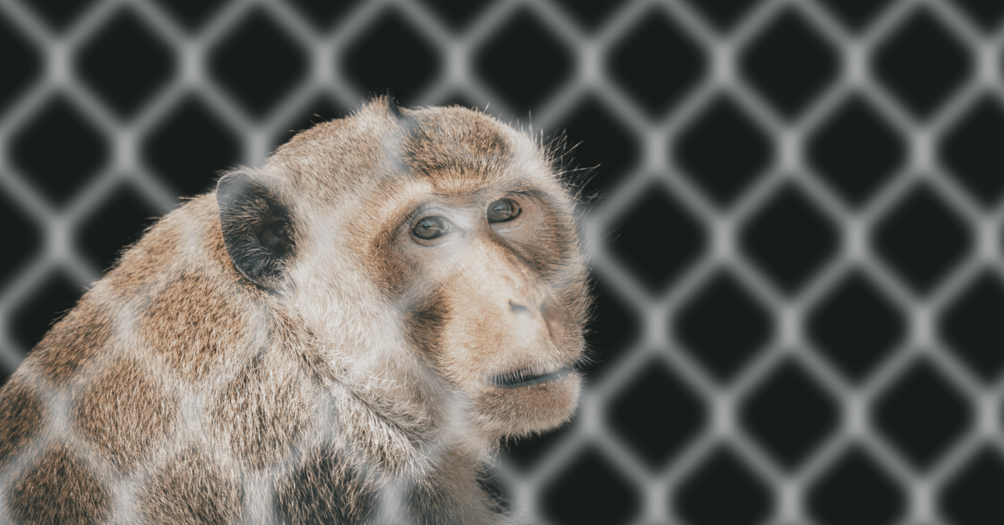 Rise for Animals – riseforanimals.org