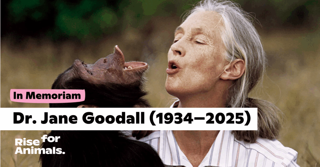 In Memoriam: Dr. Jane Goodall (1934–2025) – Rise for Animals