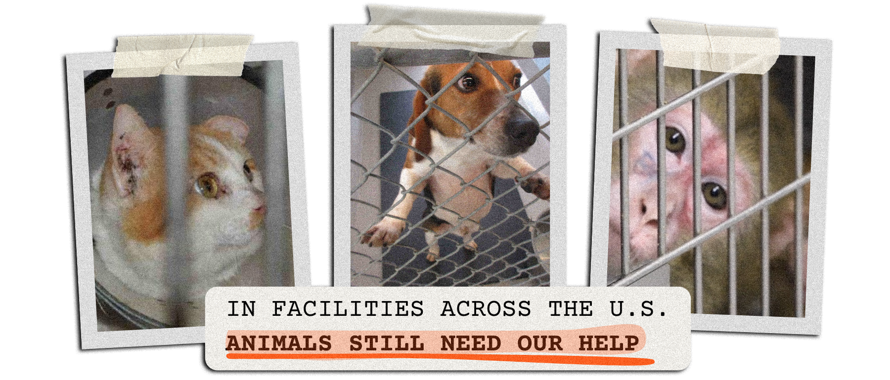 For Every Animal Still Waiting – Rise for Animals